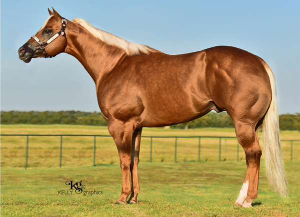 Stallions – Terry Bradshaw Quarter Horses