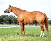 For Sale – Terry Bradshaw Quarter Horses