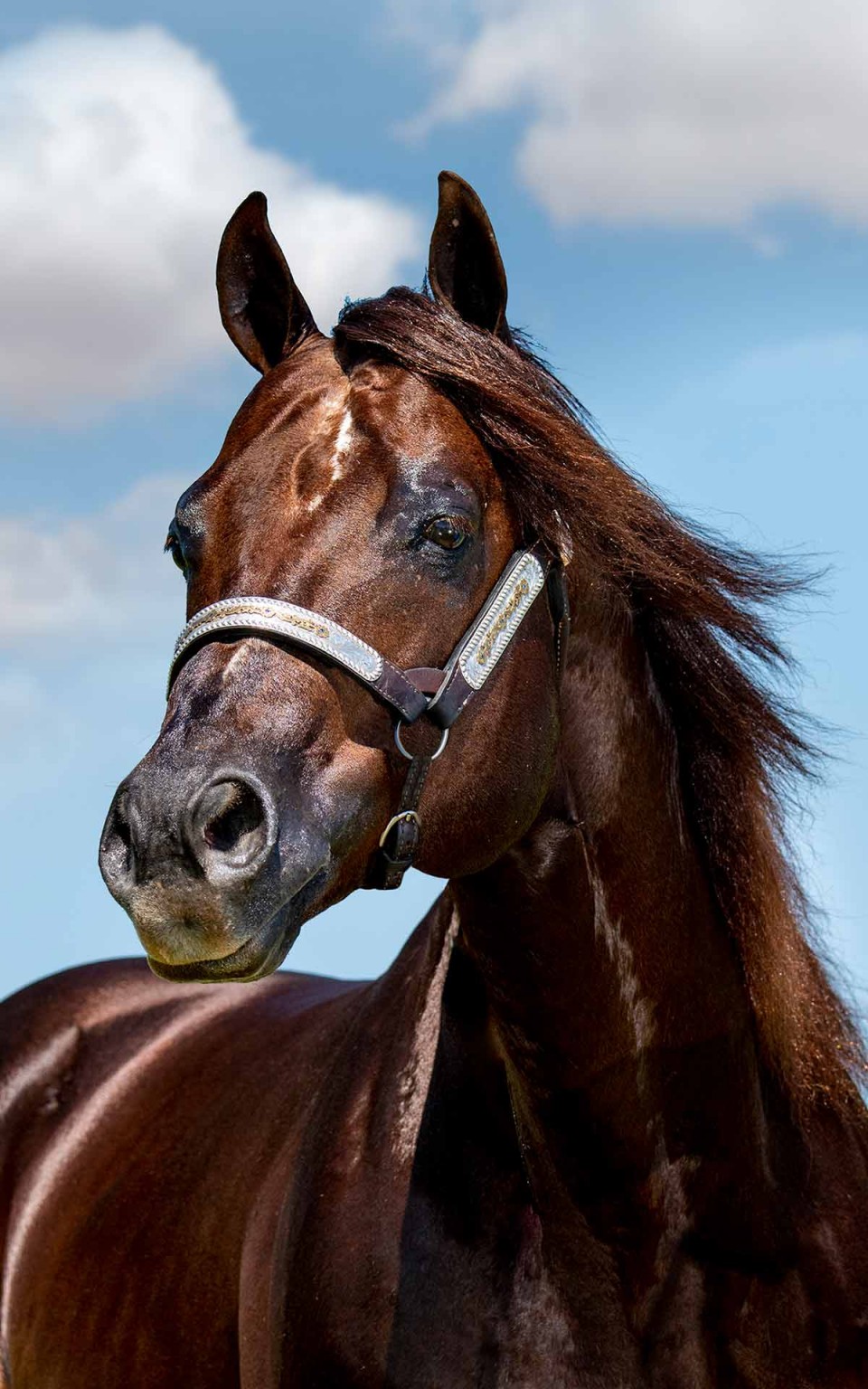 Stallions – Terry Bradshaw Quarter Horses