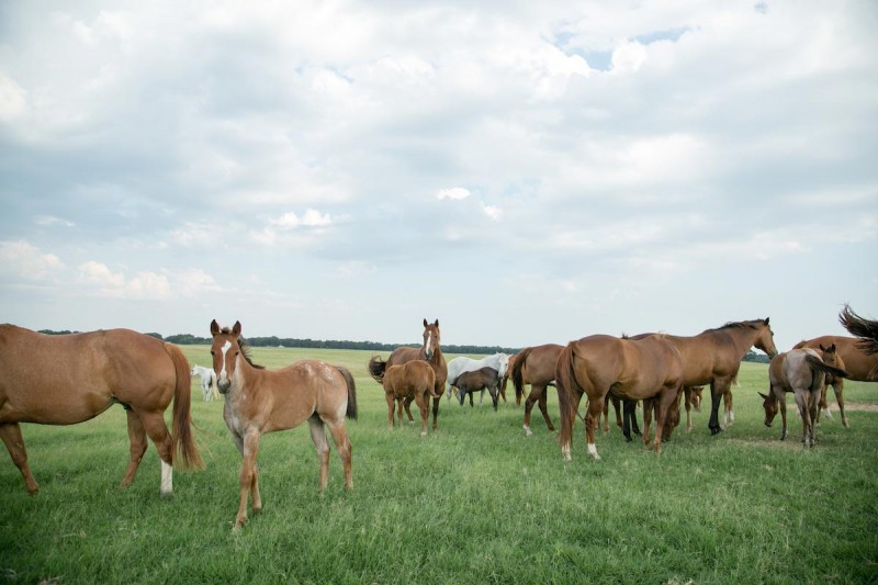 The Ranch – Terry Bradshaw Quarter Horses