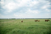 The Ranch – Terry Bradshaw Quarter Horses