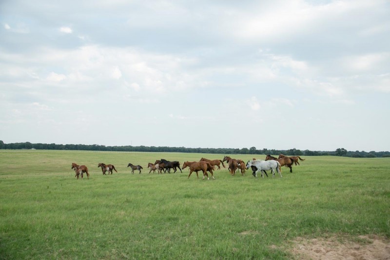 The Ranch – Terry Bradshaw Quarter Horses