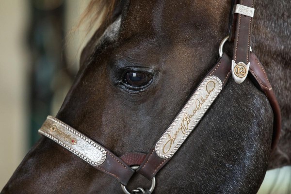 The Ranch – Terry Bradshaw Quarter Horses