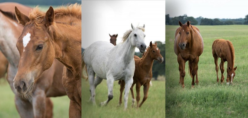 Terry Bradshaw Quarter Horses