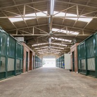 Terry Bradshaw Quarter Horses