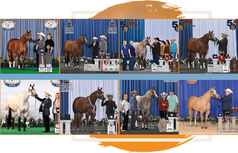 Terry Bradshaw Quarter Horses