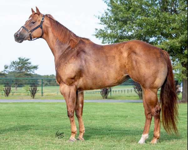 Mares – Terry Bradshaw Quarter Horses