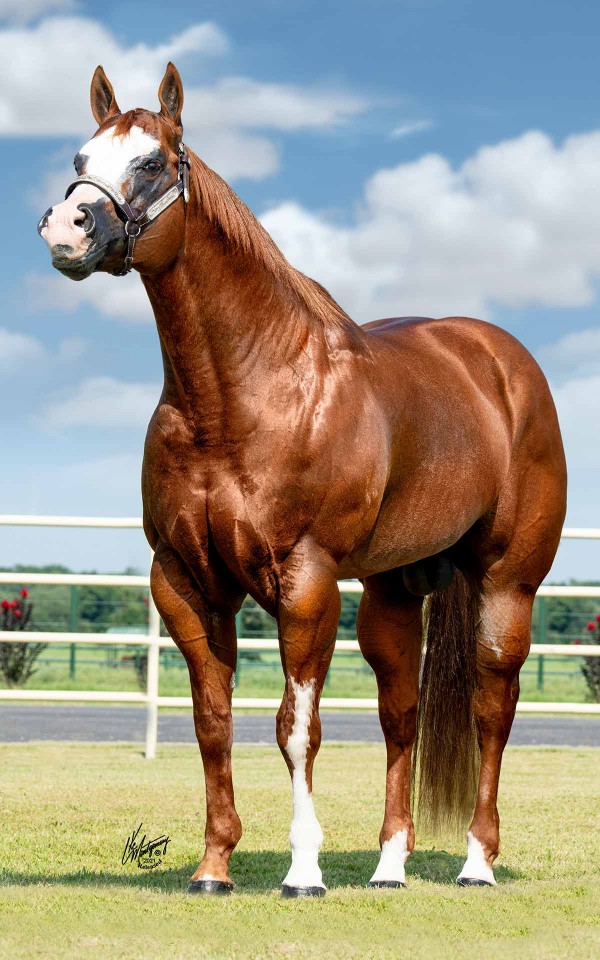 Stallions – Terry Bradshaw Quarter Horses