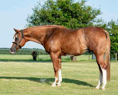Mares – Terry Bradshaw Quarter Horses