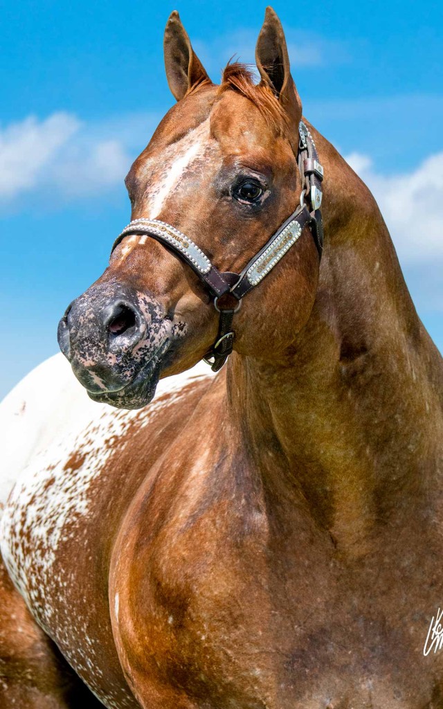 Stallions – Terry Bradshaw Quarter Horses