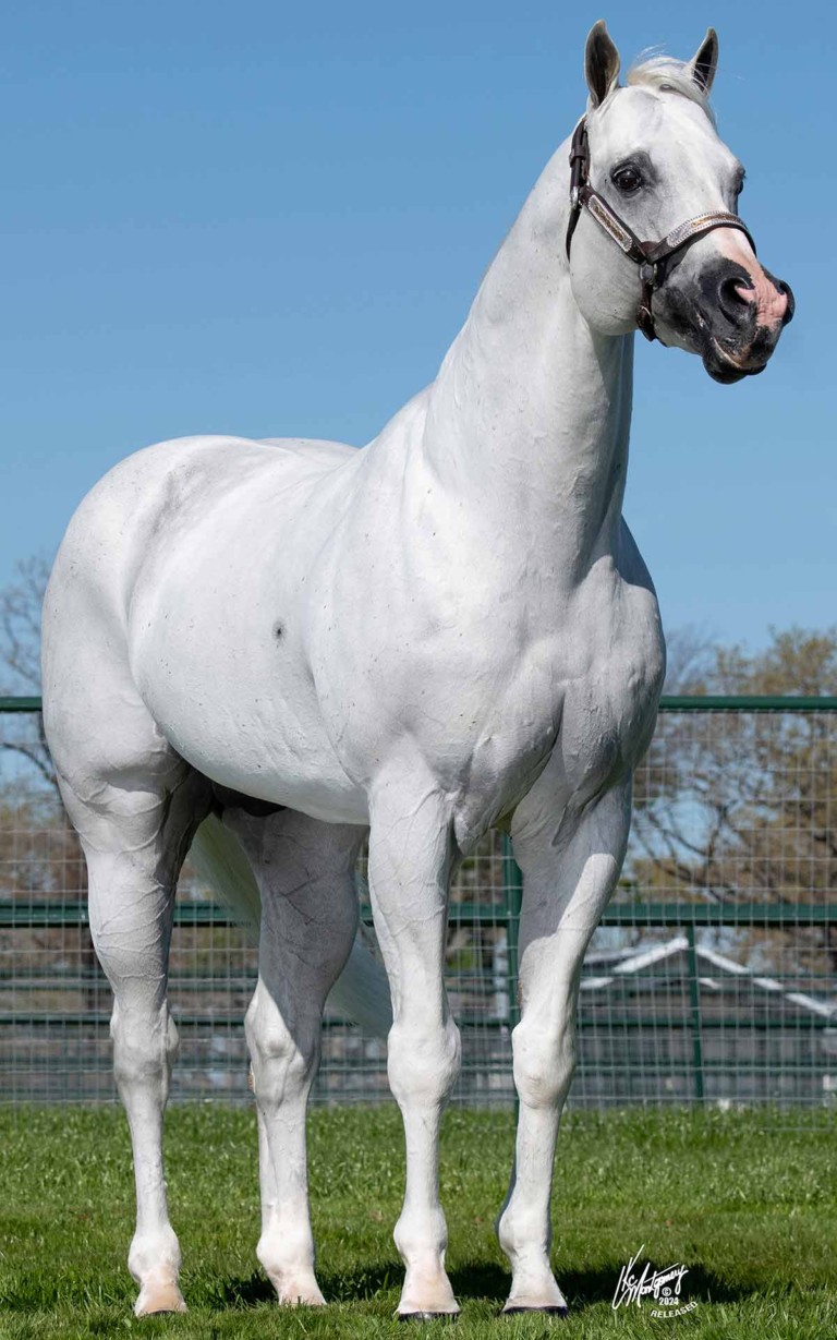 Stallions – Terry Bradshaw Quarter Horses