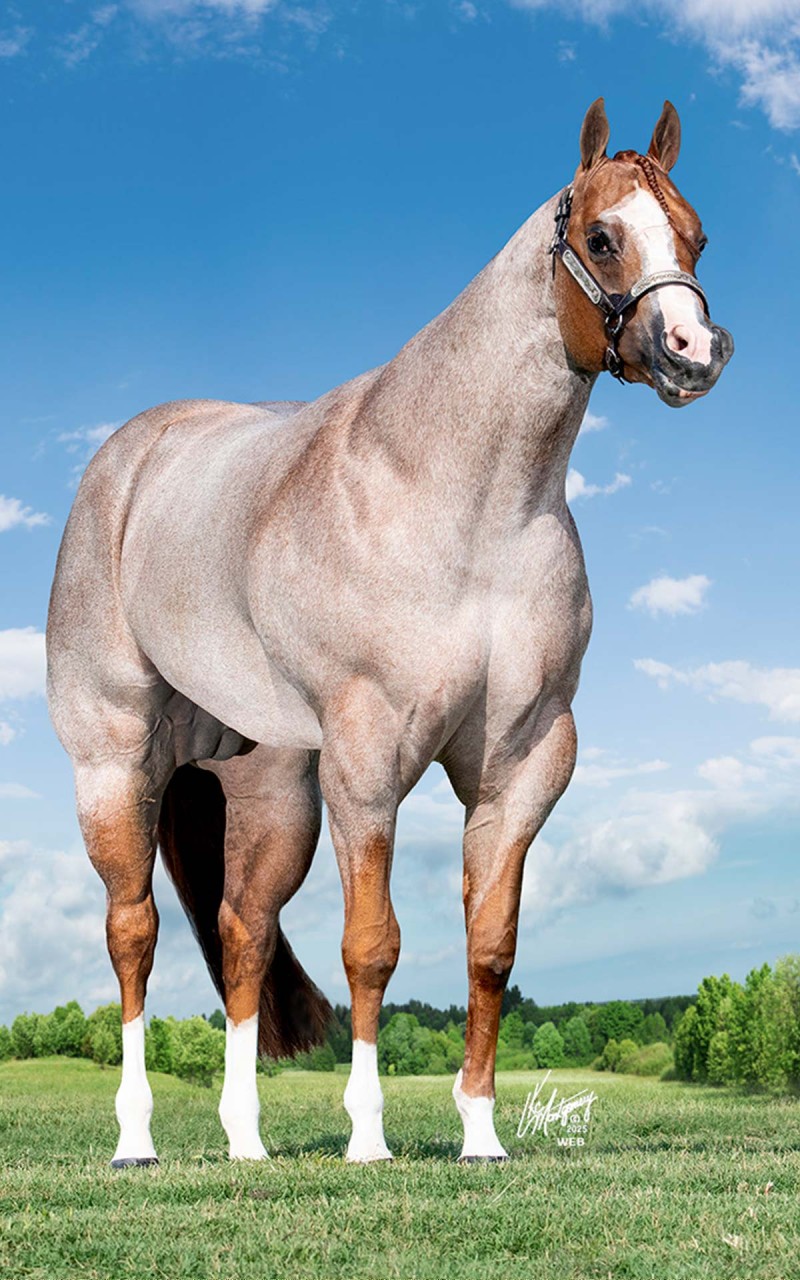 Stallions – Terry Bradshaw Quarter Horses