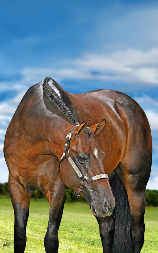 Stallions – Terry Bradshaw Quarter Horses